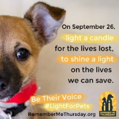 Remember Me Thursday. Pet Adoption Awareness. | I Love Dogs and Animals